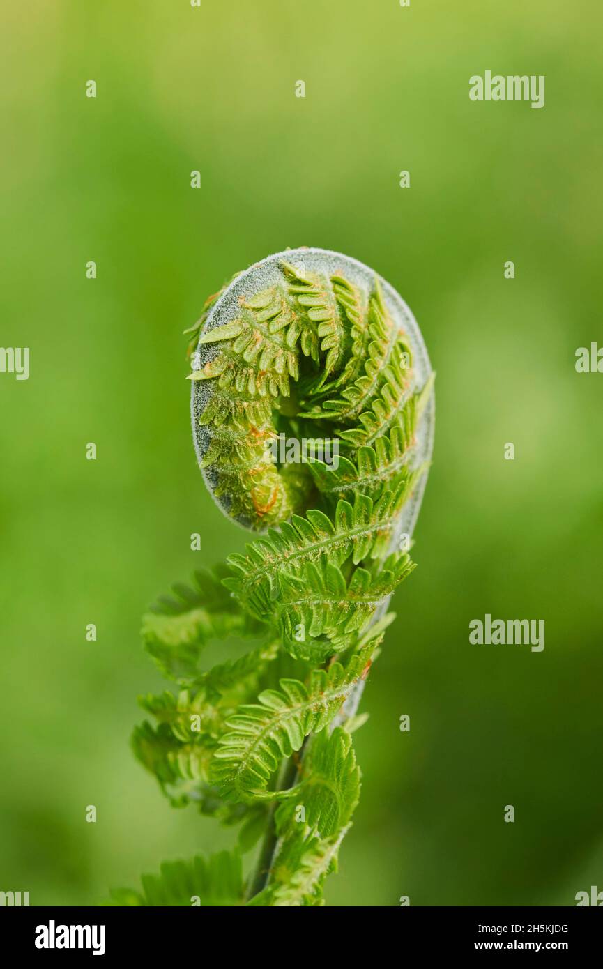 Curled up worm hi-res stock photography and images - Alamy