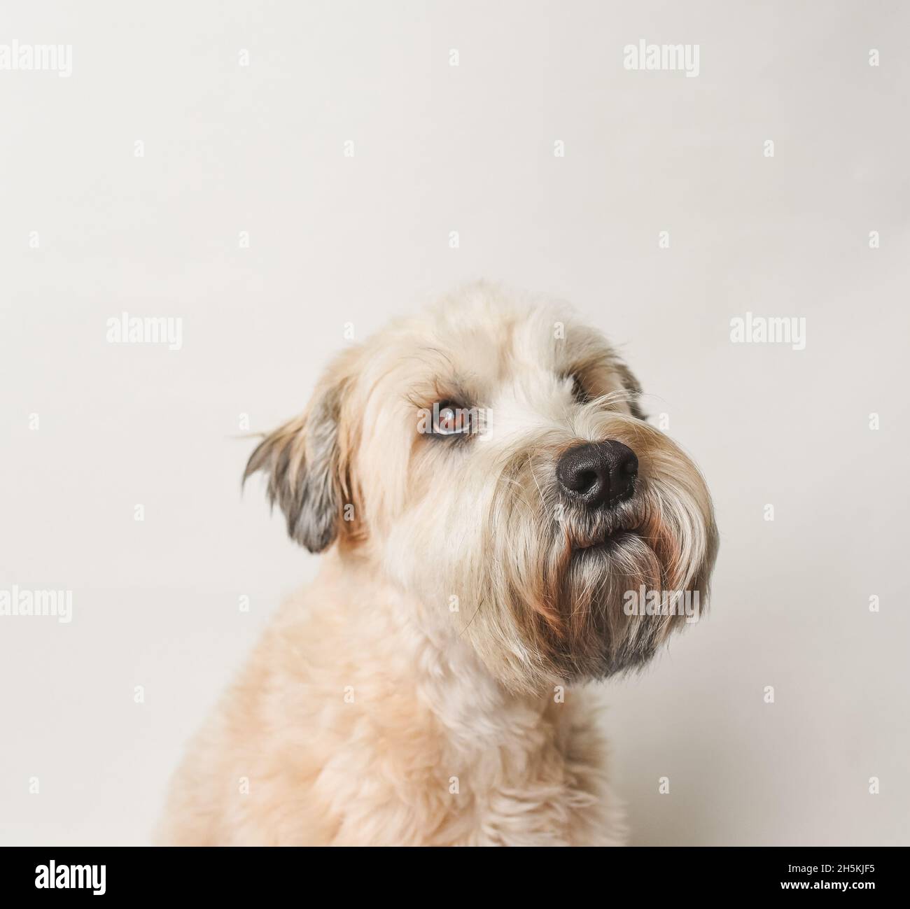 Cutefurry hi-res stock photography and images - Alamy