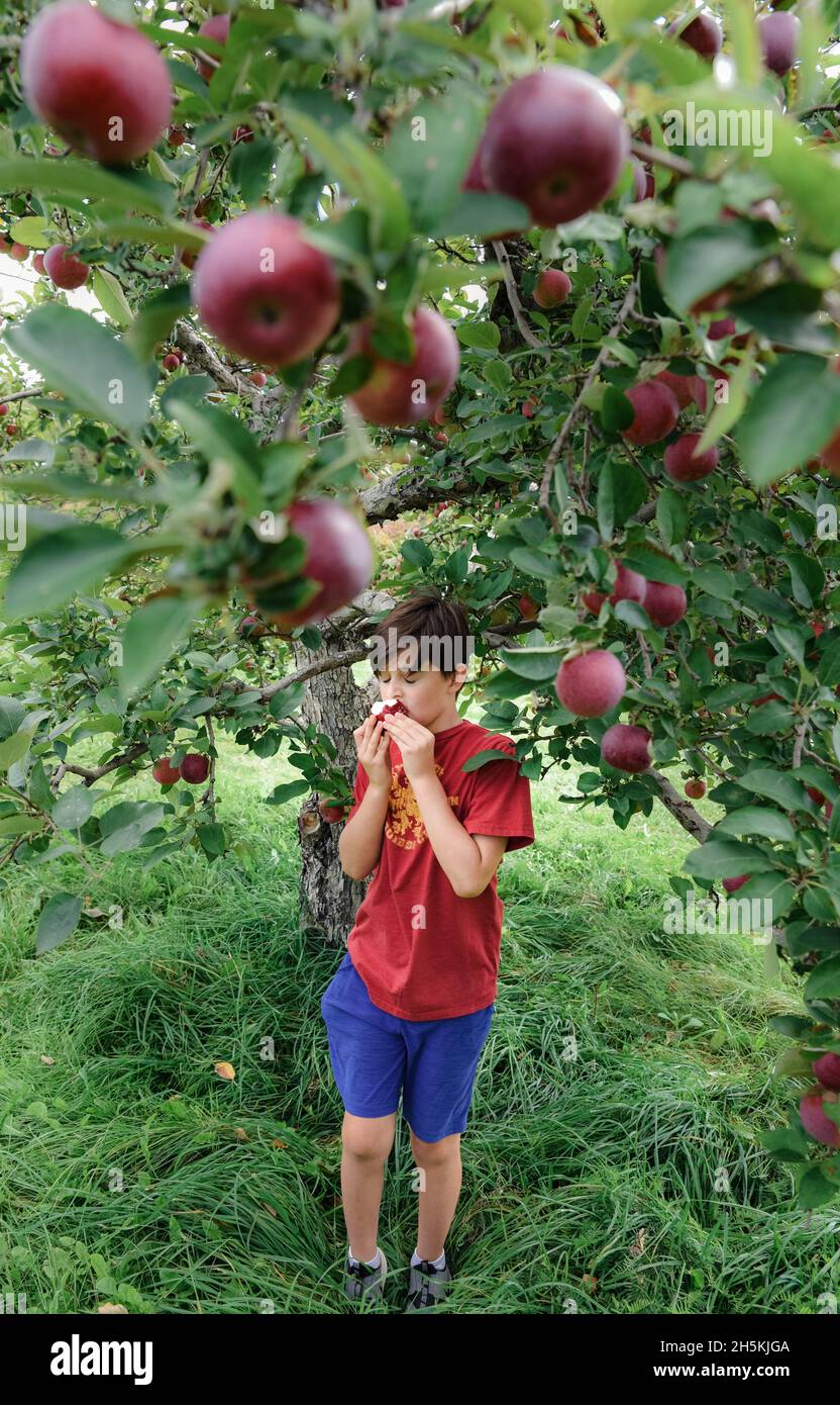 Young boy eating an apple under a tree in an orchard Stock Photo - Alamy