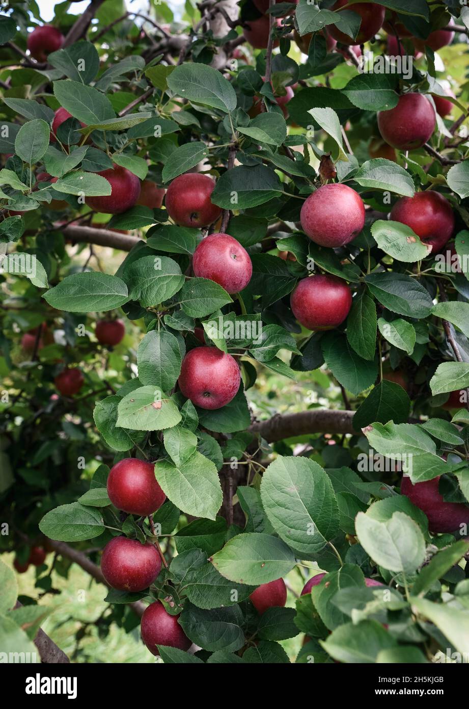 Apple orchard many trees hi-res stock photography and images - Alamy