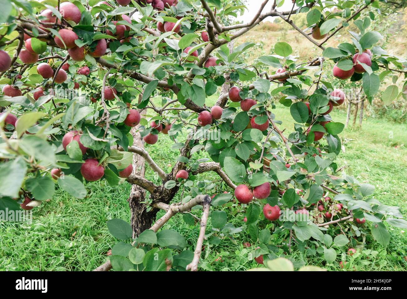 Red and green apples growing hi-res stock photography and images - Alamy