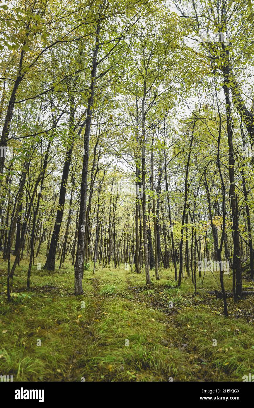 Densely wooded hi-res stock photography and images - Alamy