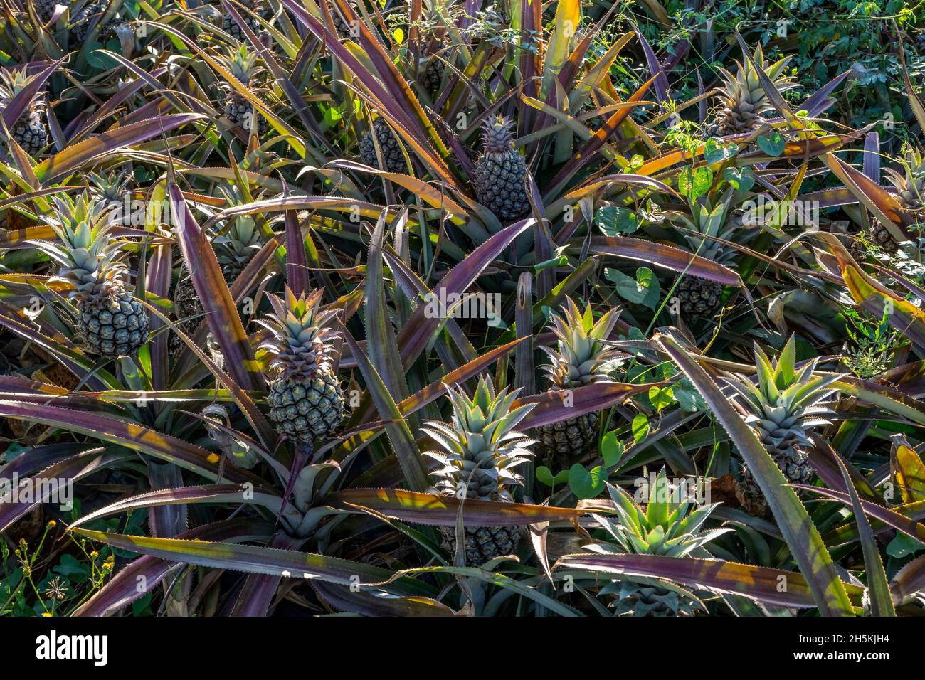 Growing pineapples on plantation field, macro close up. High quality ...