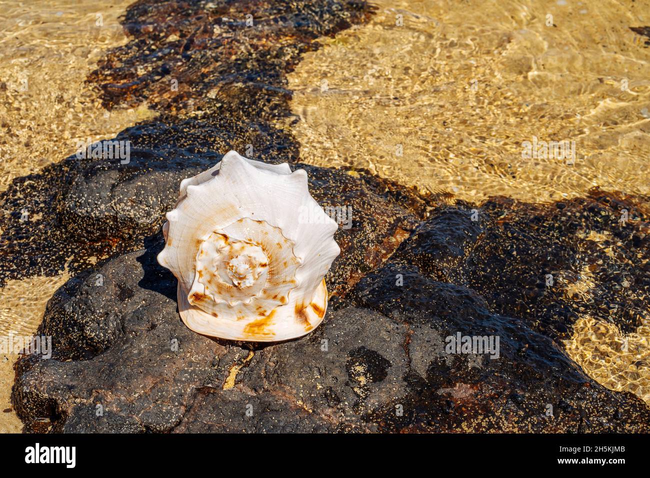 A Big shell on the volcanic rock near the sea on the mauritius island ...