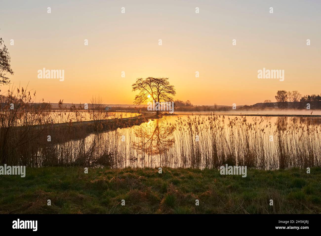 Common alder or European black alder (Alnus glutinosa) tree beside a ...
