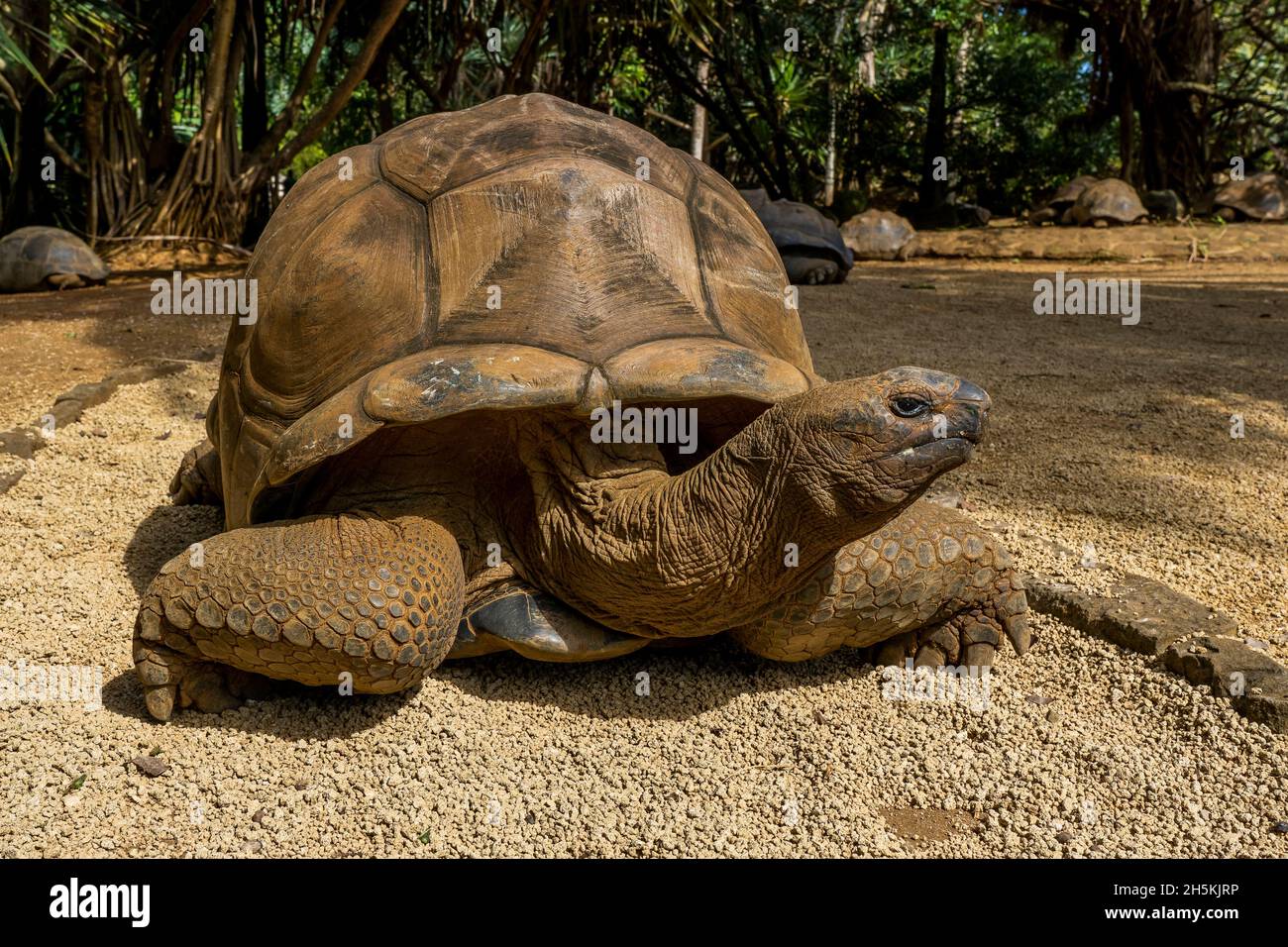 A giant Mauritius turtle, Mauritius islands, South Africa. High quality ...
