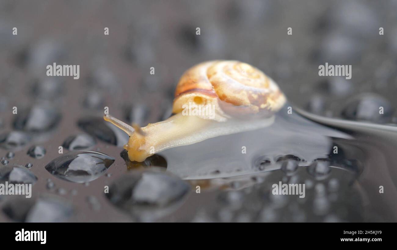 A focus on a snail in water Stock Photo - Alamy