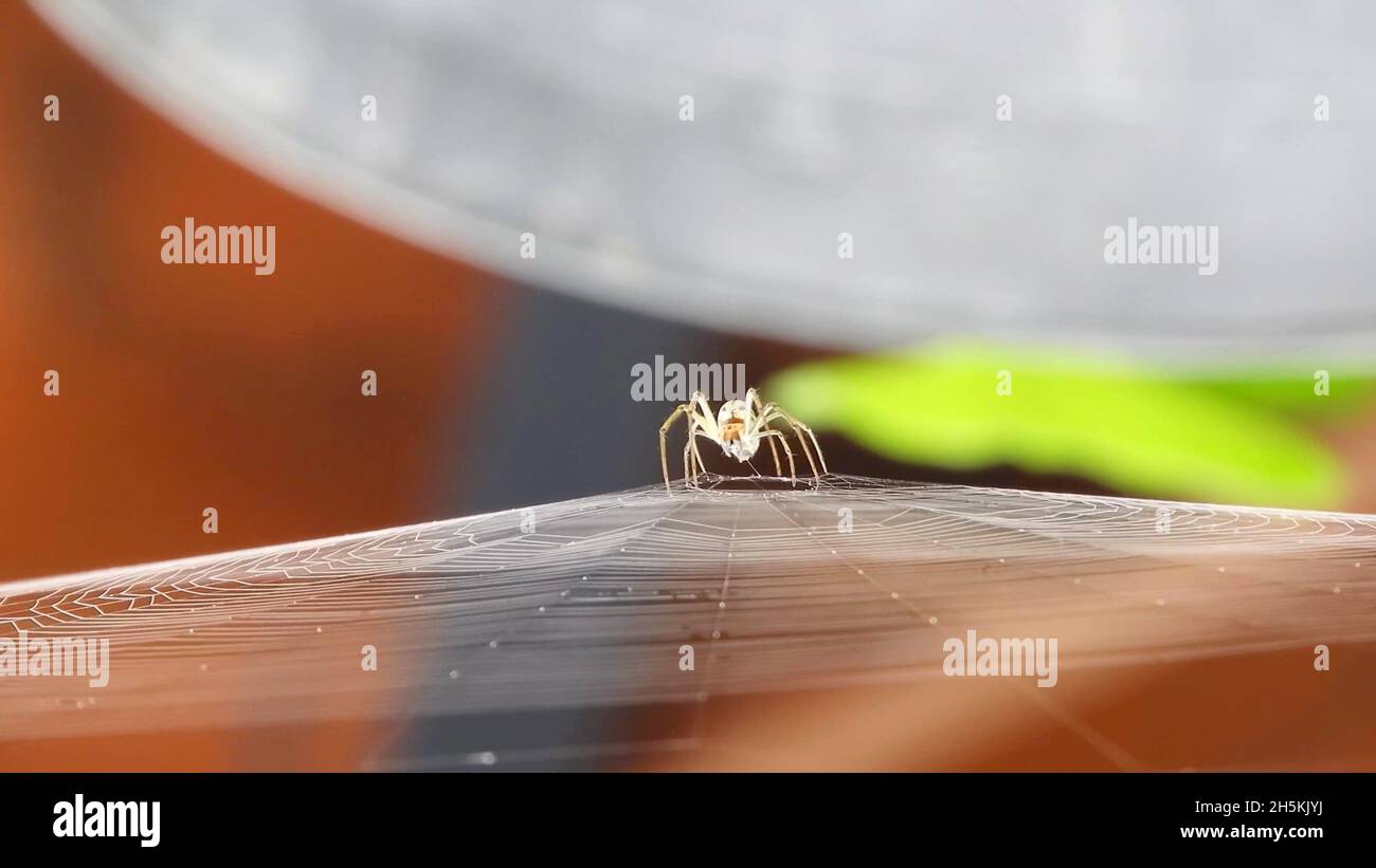 Spider web corner on hi-res stock photography and images - Alamy