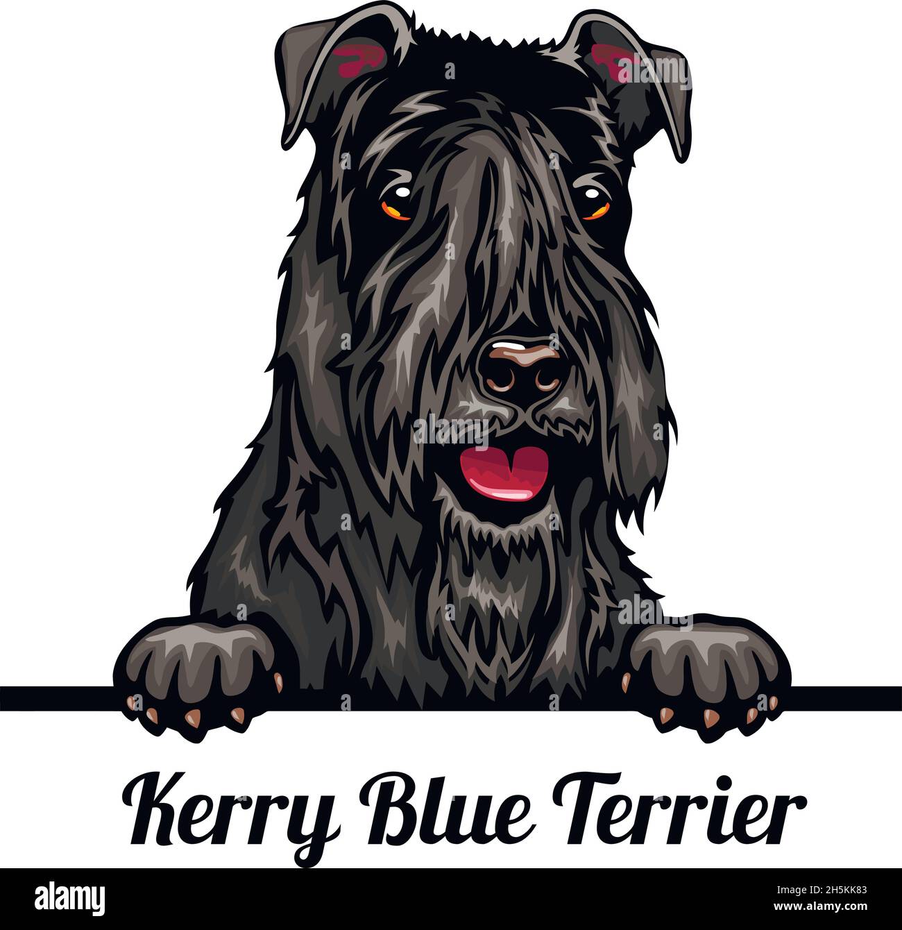 Kerry Blue Terrier - Color Peeking Dogs - dog breed. Color image of a ...