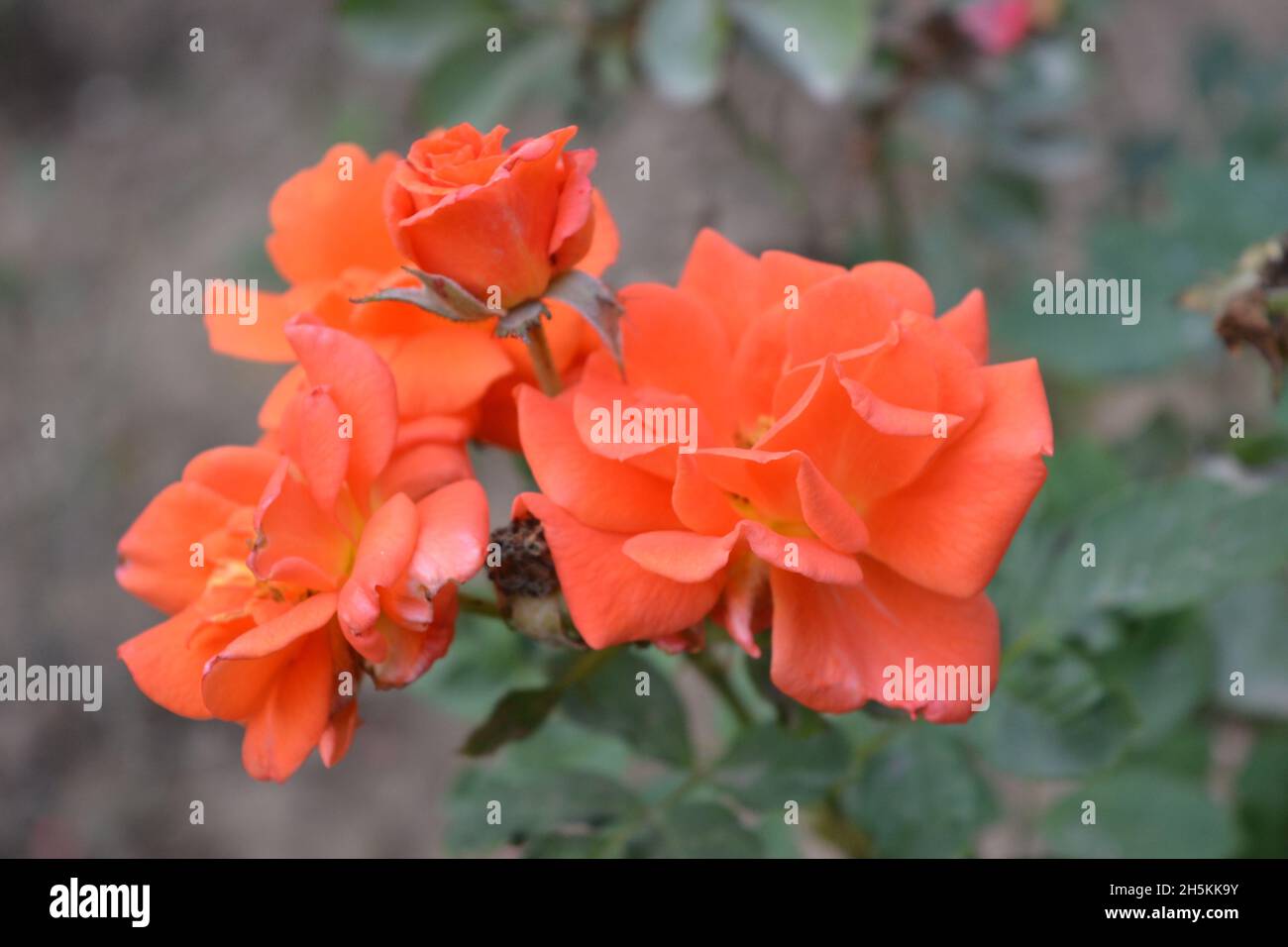 Selective focus shot of blooming orange roses Stock Photo - Alamy