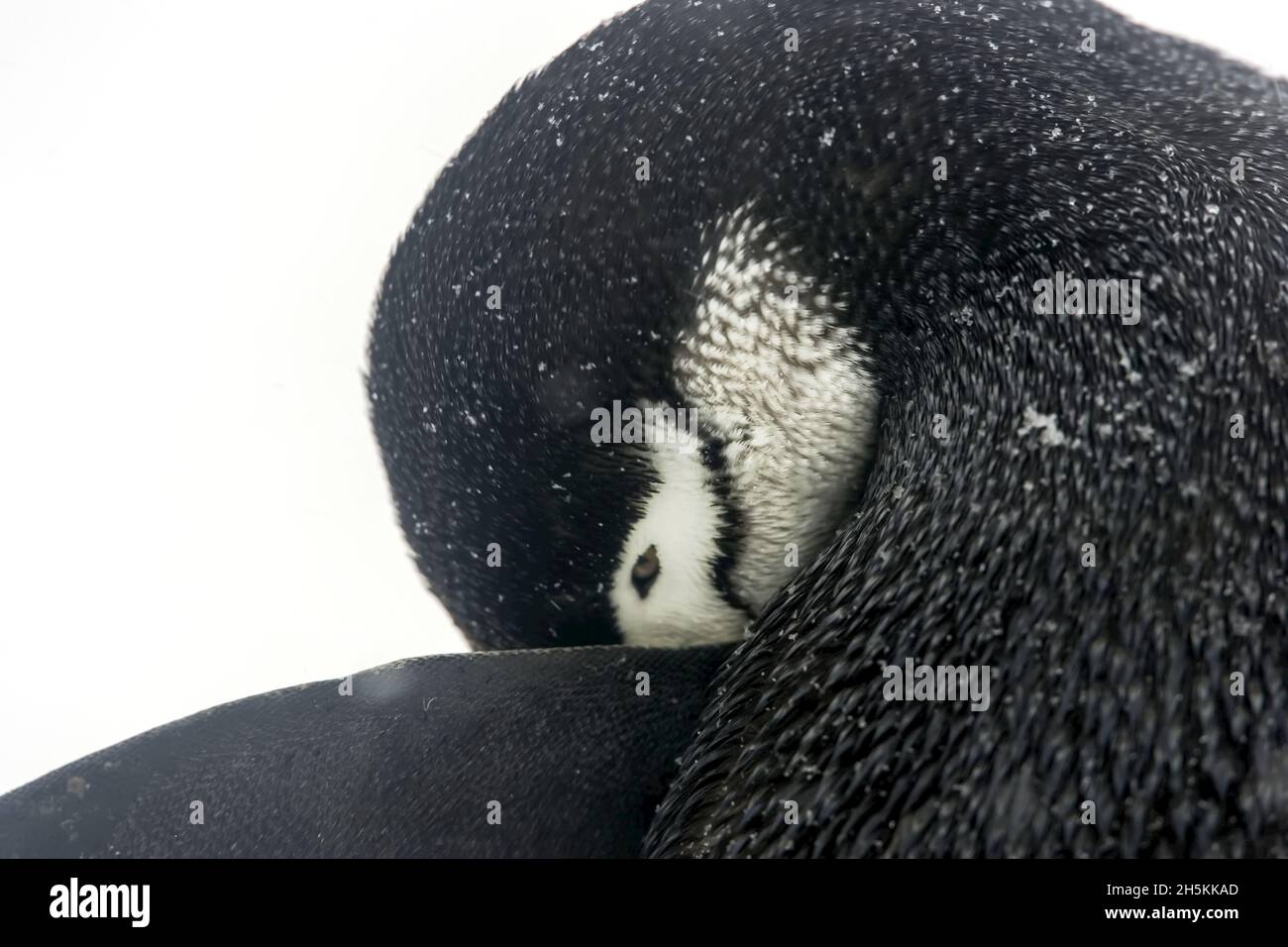 Chin strap hi-res stock photography and images - Alamy