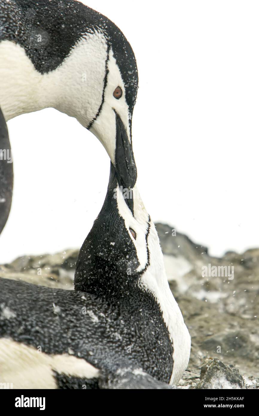 Penguins mating hi-res stock photography and images - Alamy