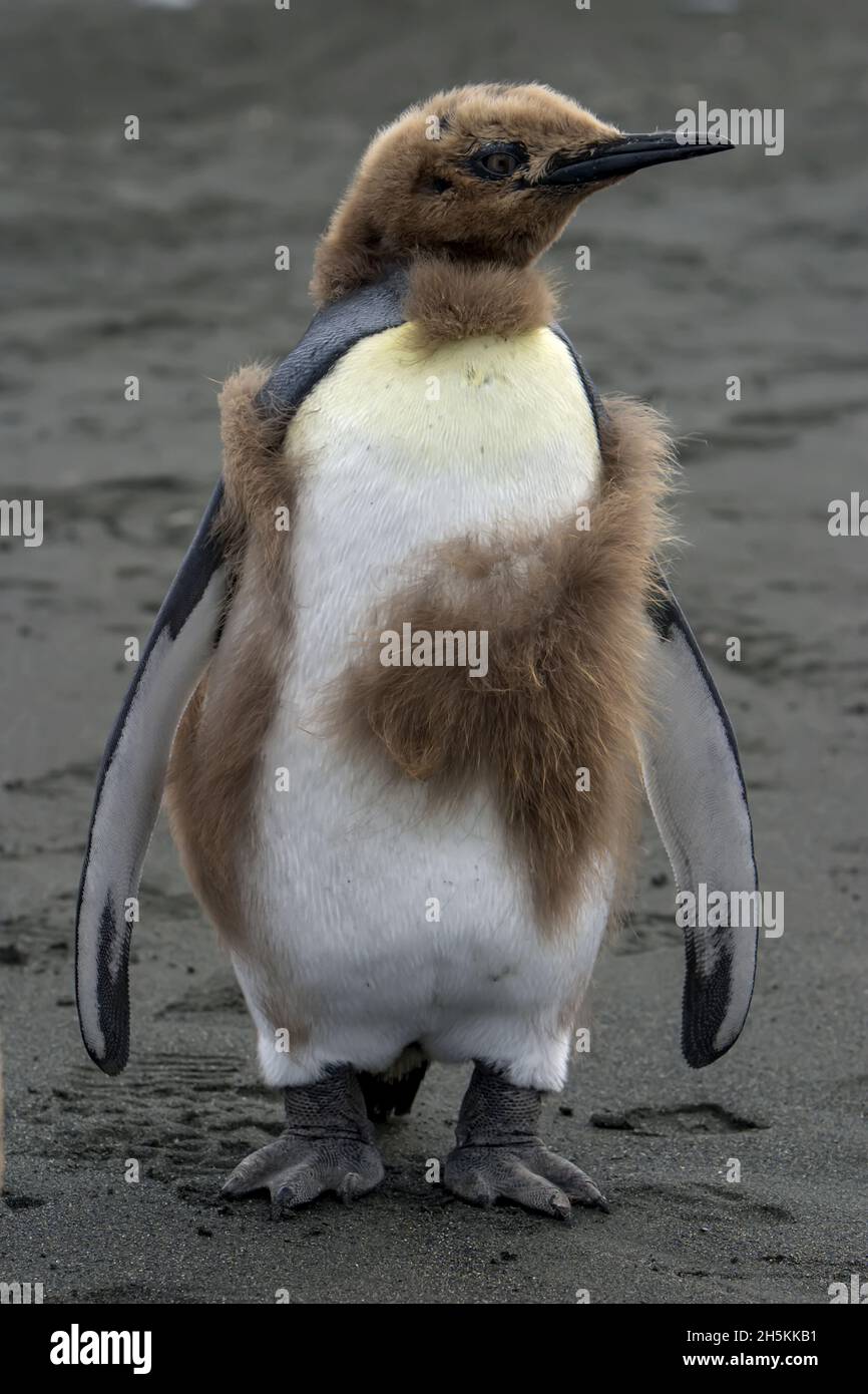 Penguin anatomy hi-res stock photography and images - Alamy