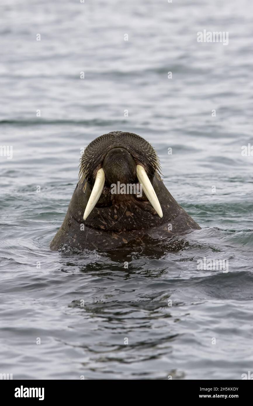 Southeast svalbard nature preserve hi-res stock photography and images ...