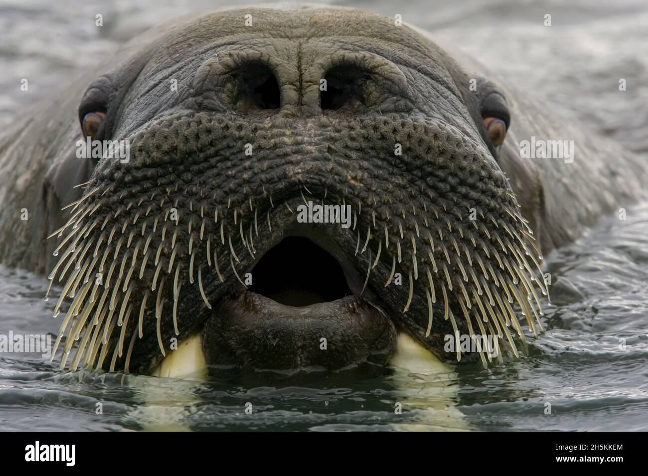 A close view of an Atlantic walrus Stock Photo - Alamy