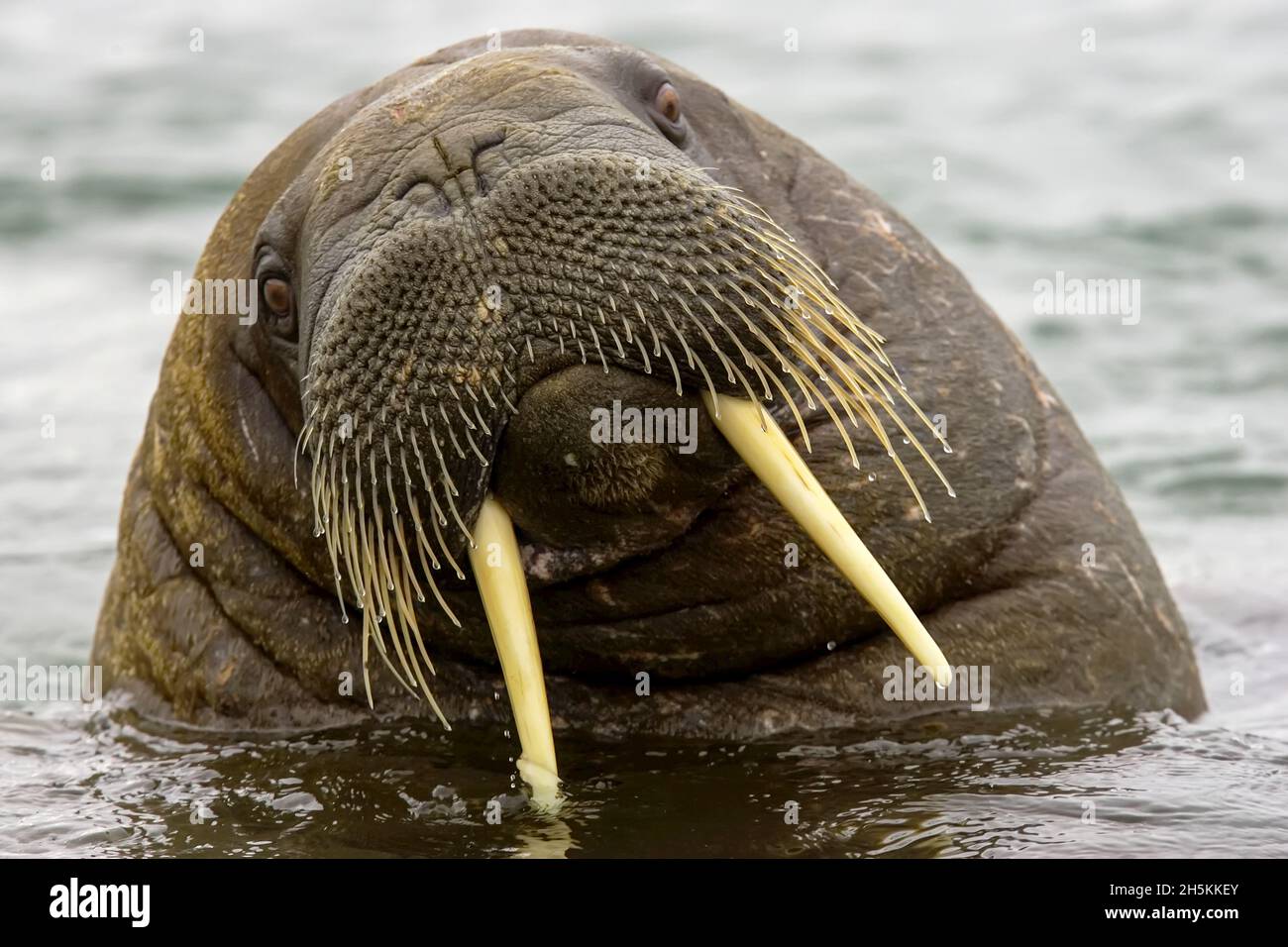 An Atlantic walrus Stock Photo - Alamy