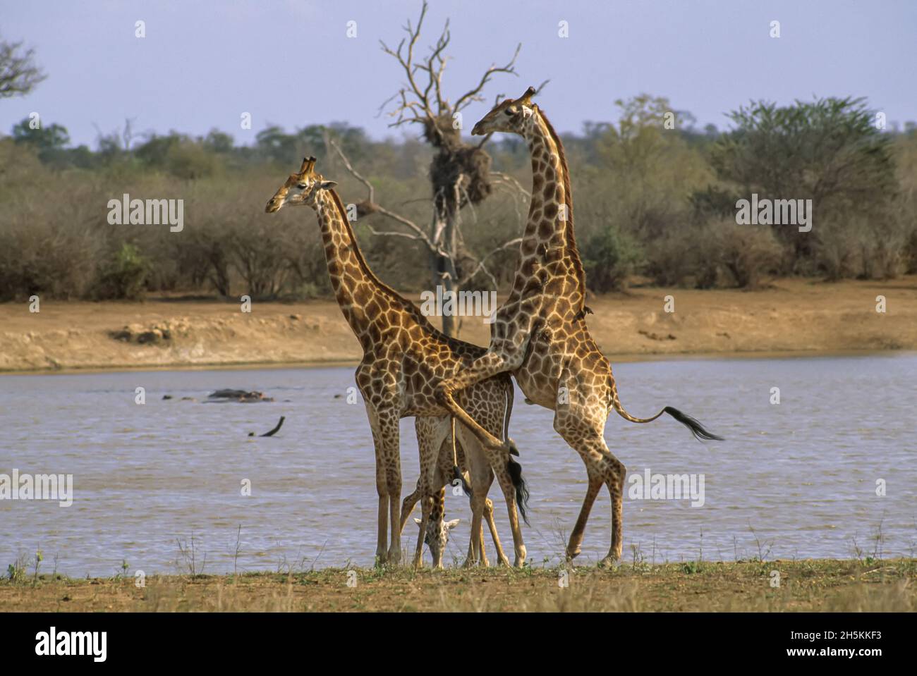 Giraffe mating hi-res stock photography and images - Alamy