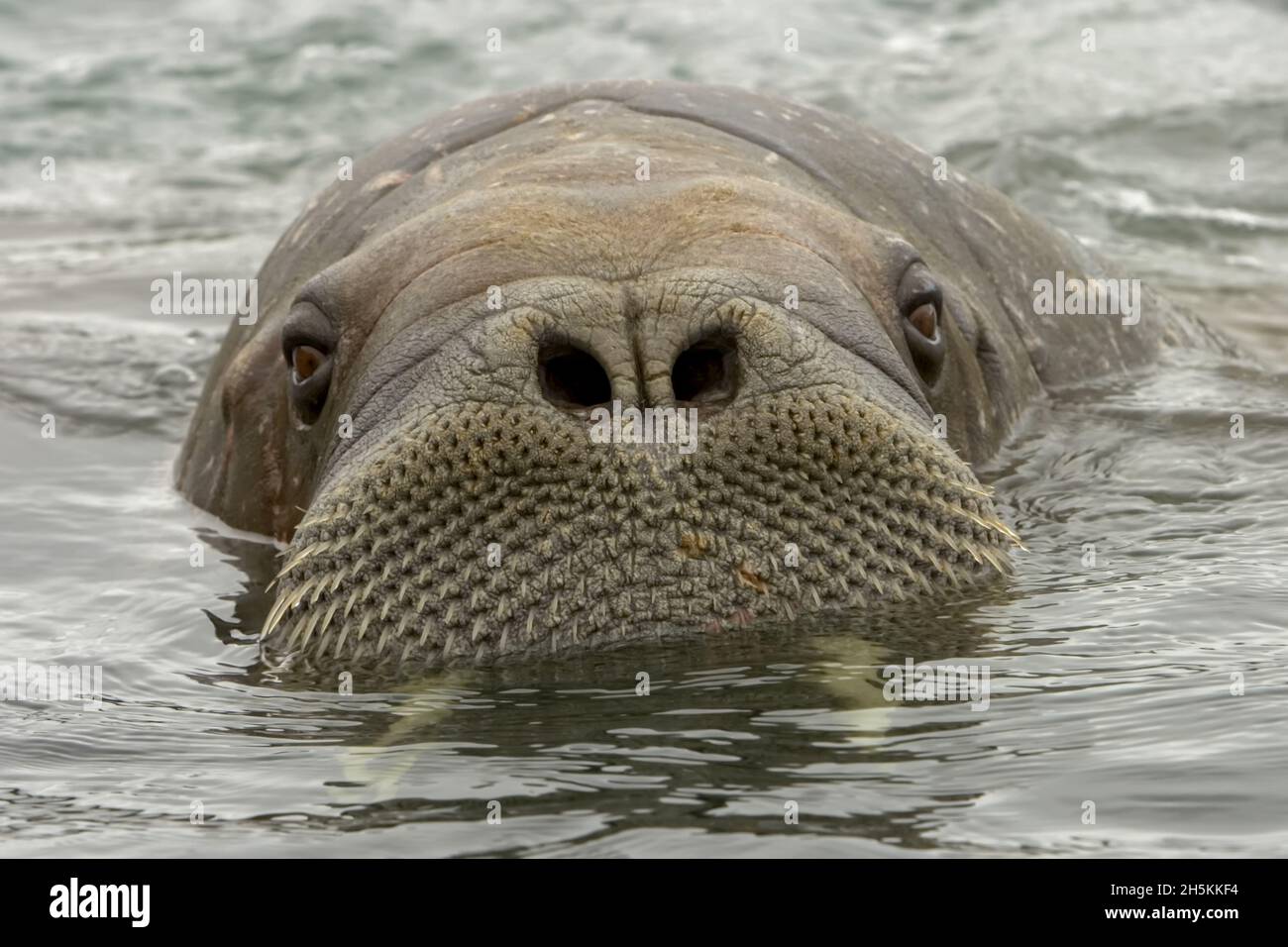 Walrus anatomy hi-res stock photography and images - Alamy