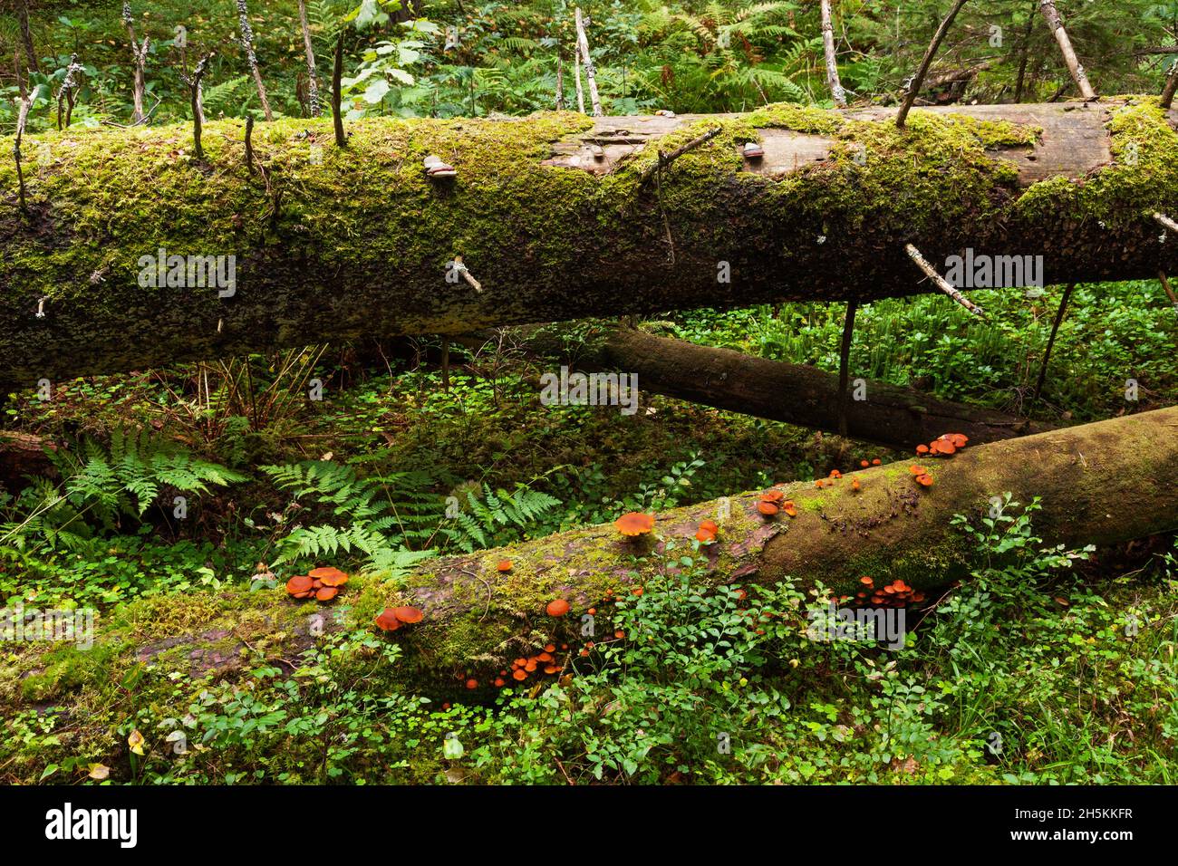 Orange fungi growing on a fallen mossy tree trunk in Estonian old ...