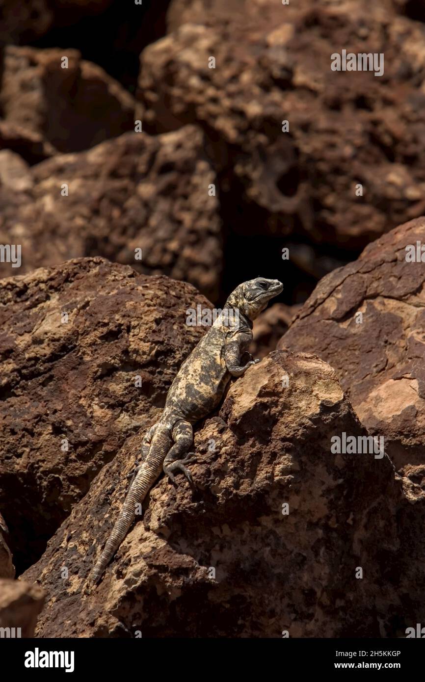Giant chuckwalla on San Esteban Island, Baja California, Mexico Stock ...