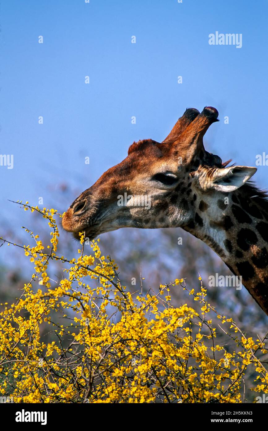 Giraffe eating flowers, Kruger National Park, South Africa Stock Photo ...
