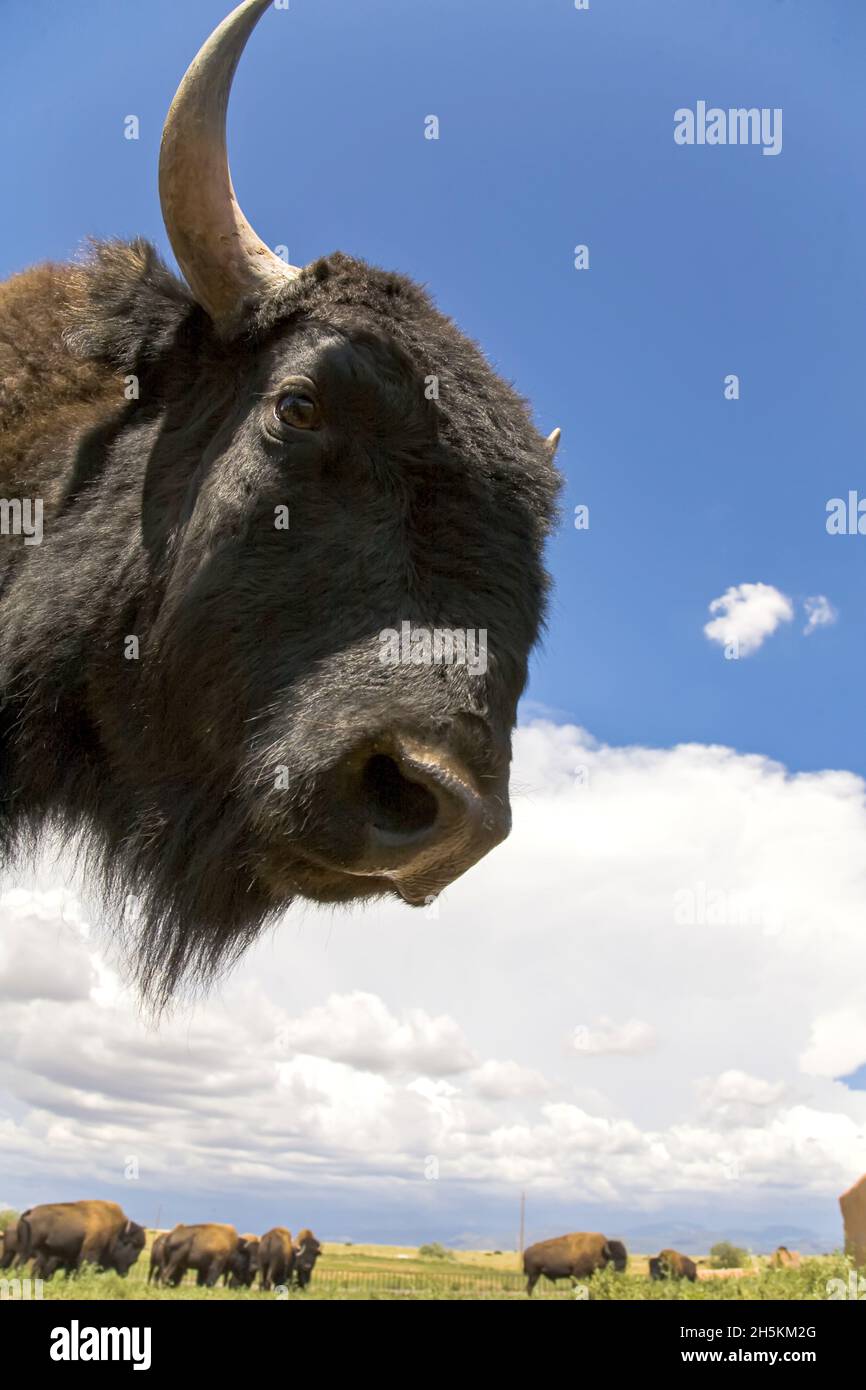 Bison beard hi-res stock photography and images - Alamy