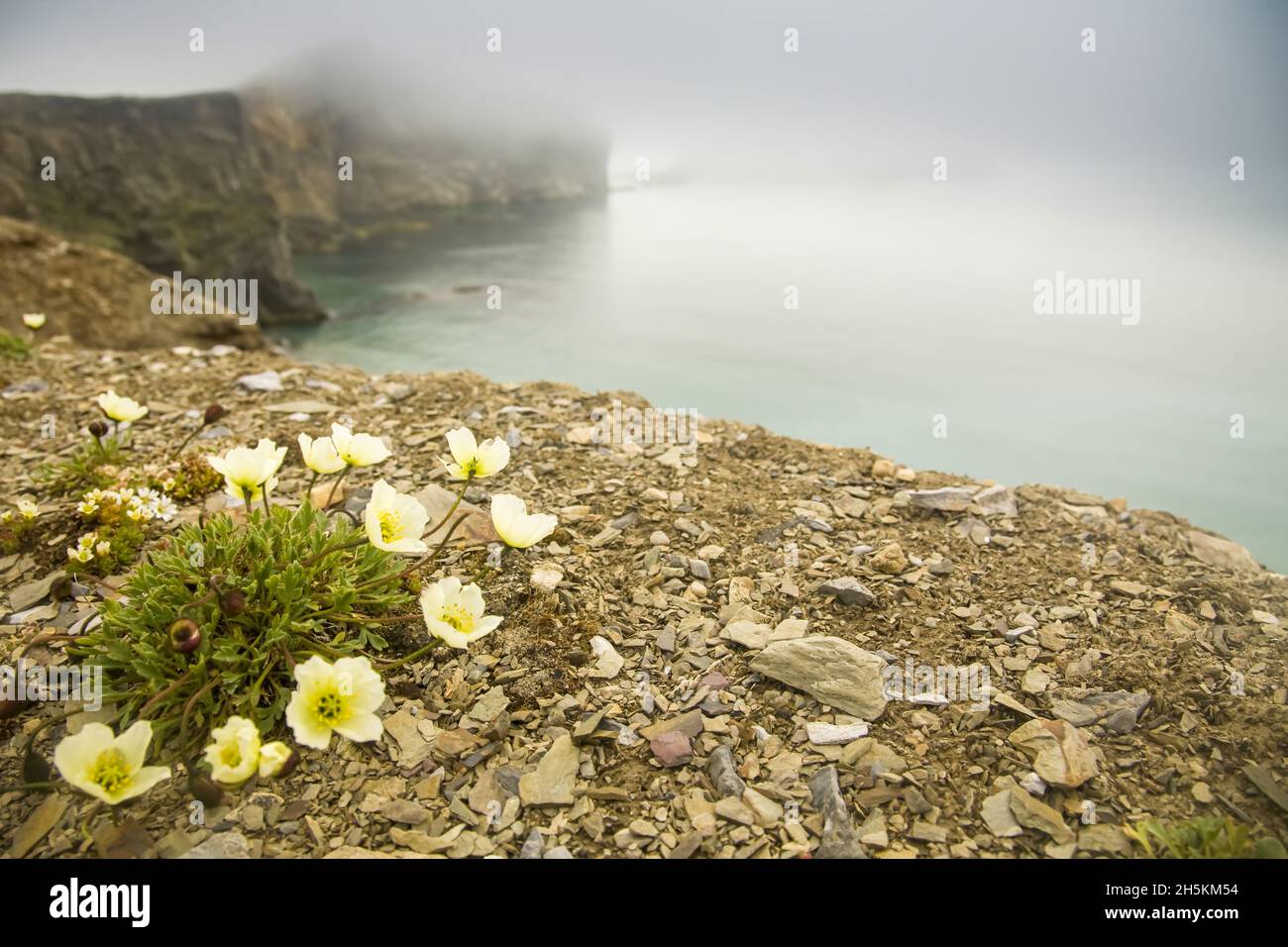 Svalbard poppy, Papaver dahlianum, in bloom at a cliff's edge Stock ...
