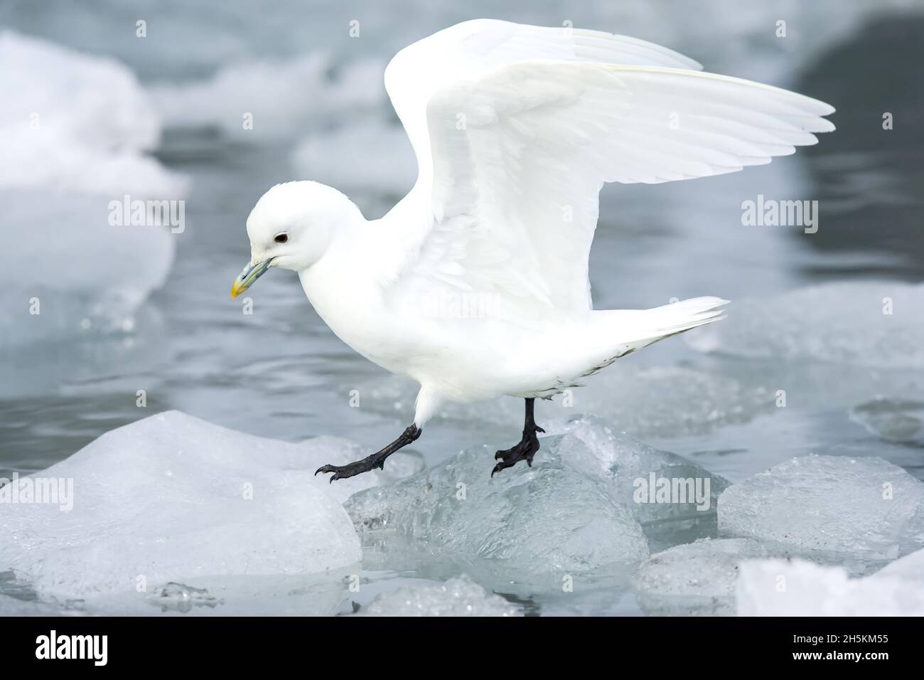 Ivory gull, Pagophila eburnea, on Arctic pack ice Stock Photo - Alamy