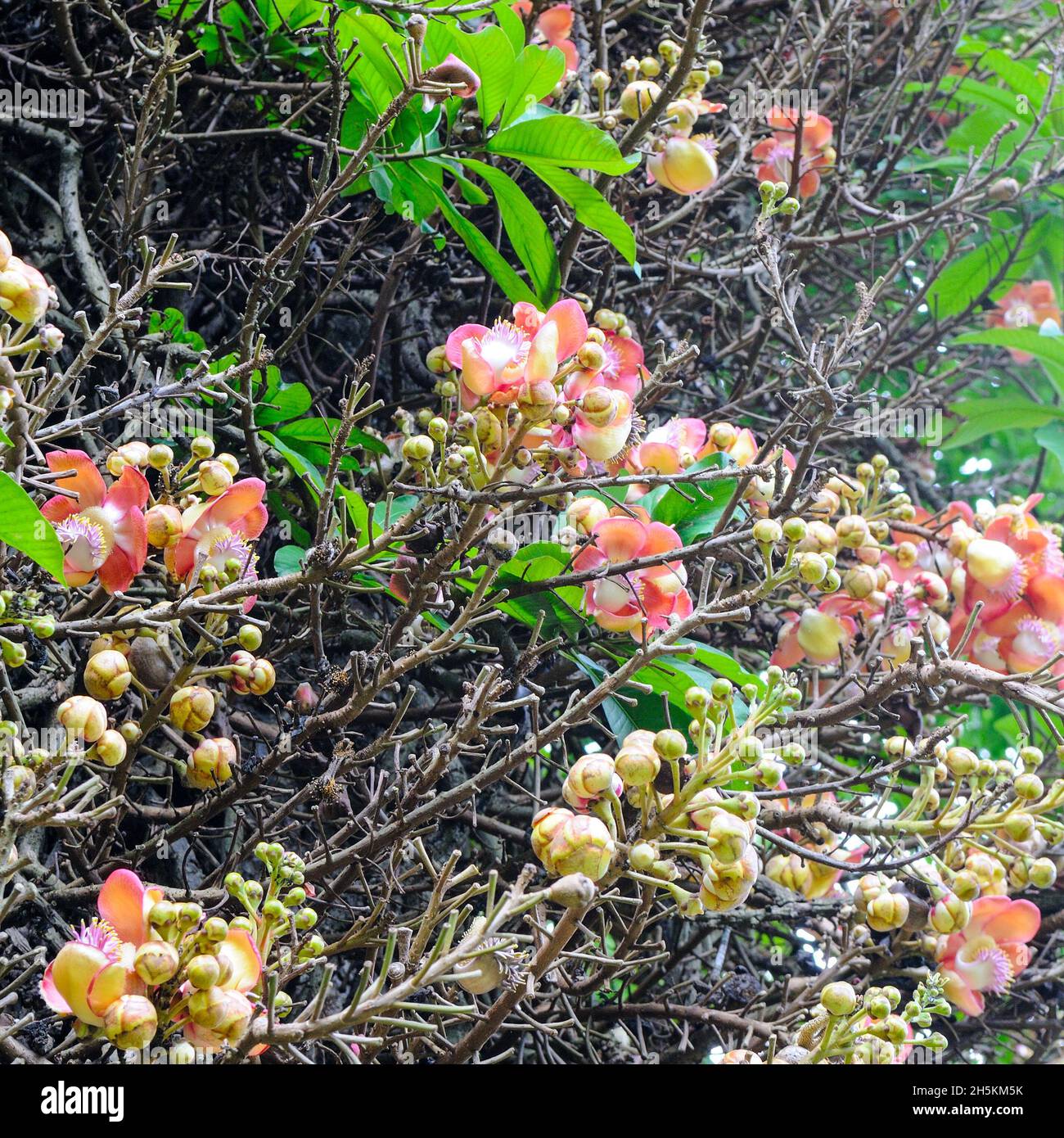 Bo tree hi-res stock photography and images - Alamy