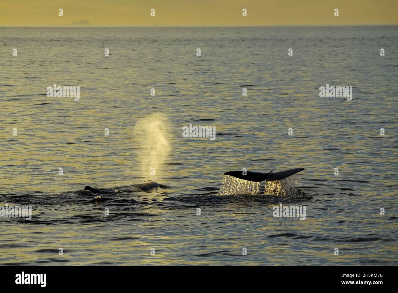 Sperm whales, Physeter macrocephalus, surfacing for air Stock Photo - Alamy