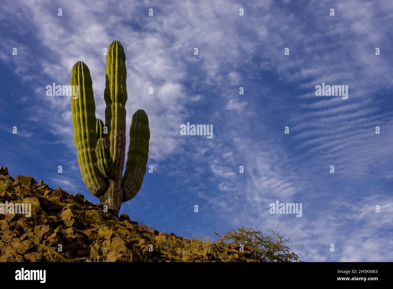 Cardon cactus against a blue sky with wispy clouds Stock Photo - Alamy