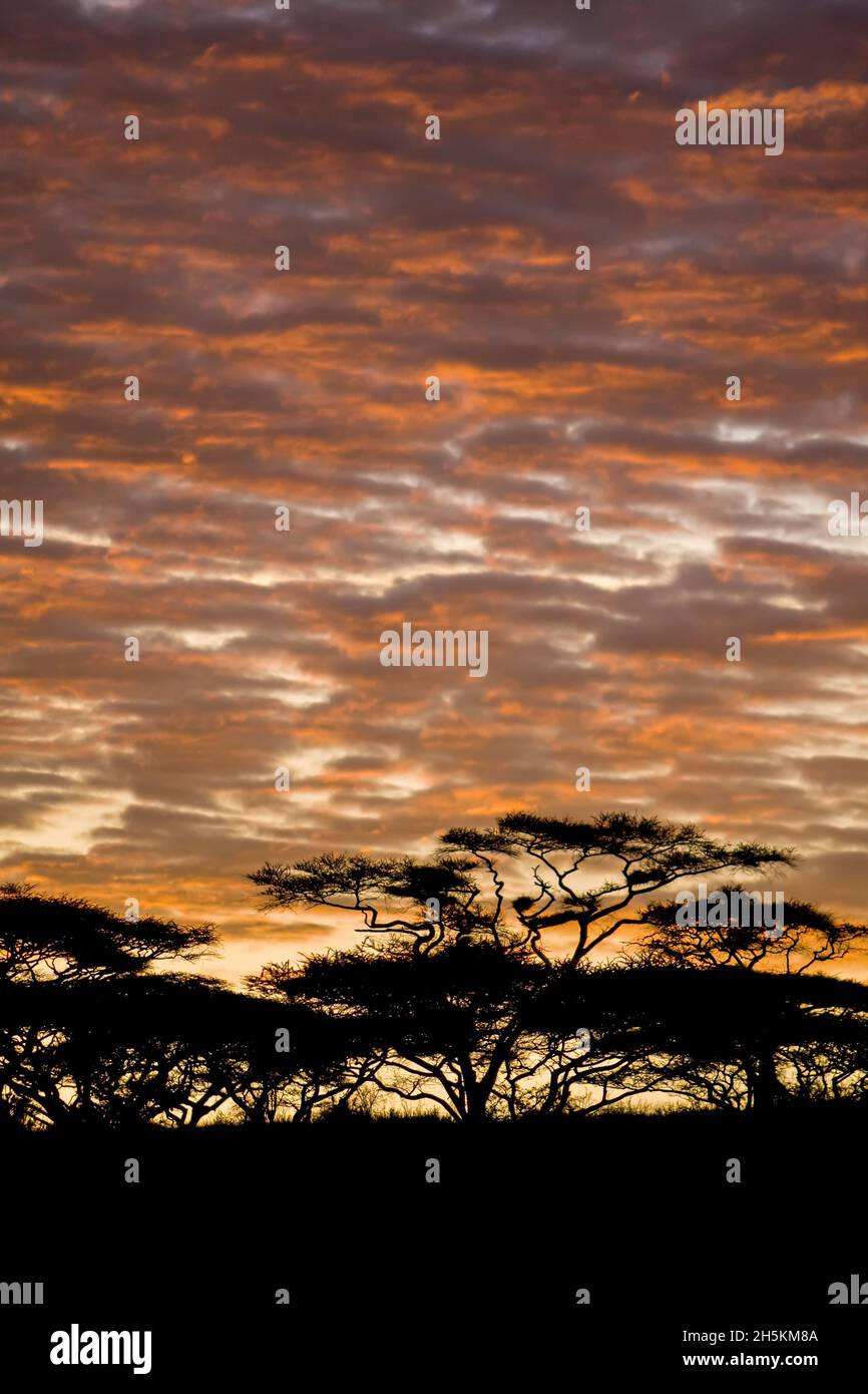 Acacia trees in silhouette hi-res stock photography and images - Alamy