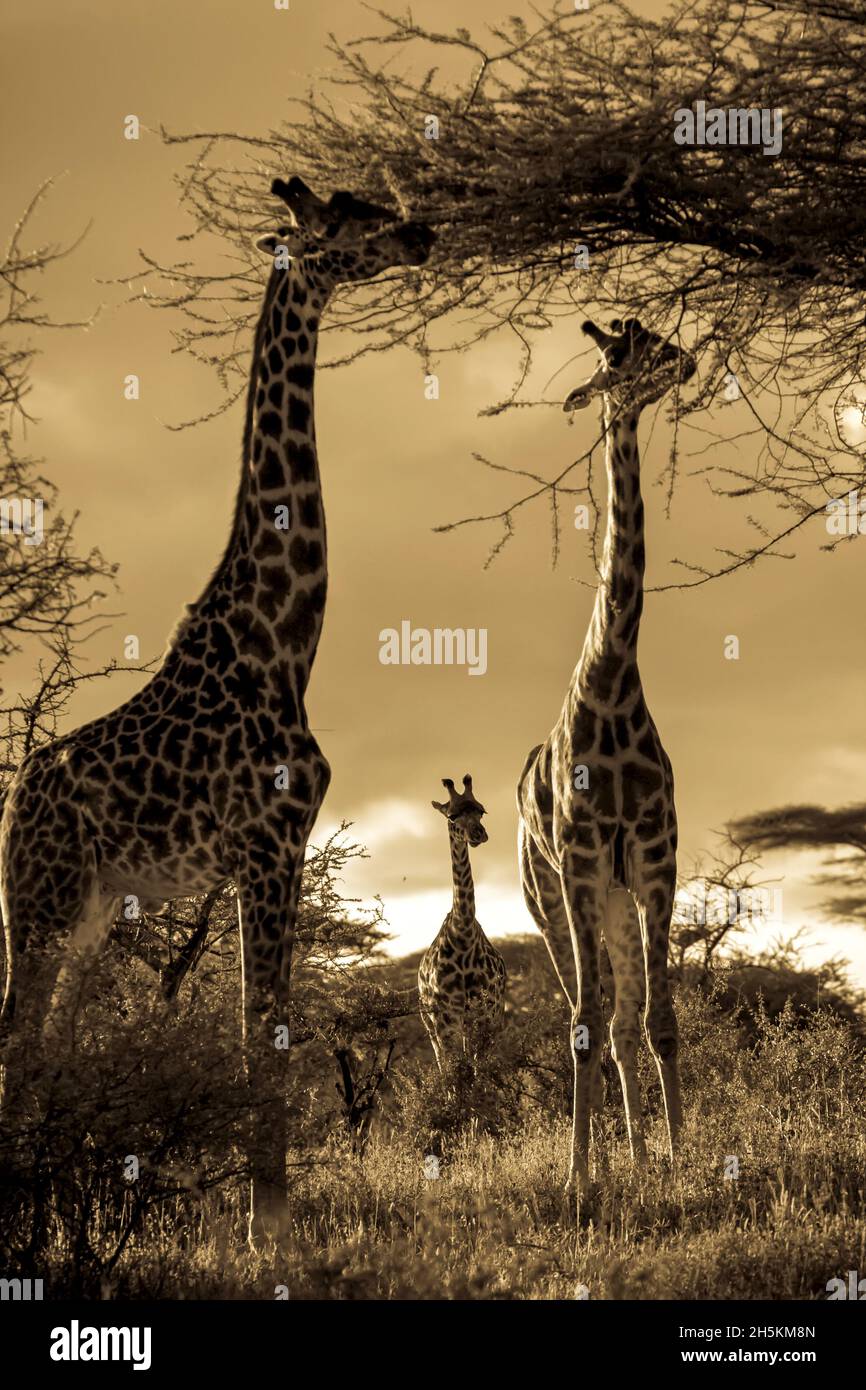 Giraffe stretch their necks to reach the branches of a tree Stock Photo ...