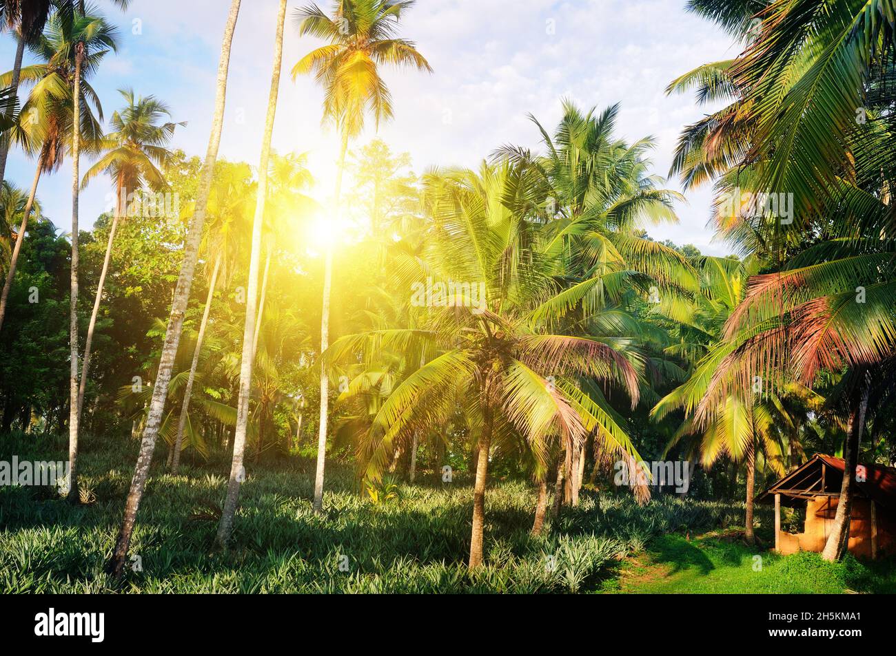 Tropical garden with coconut palms and a pineapple plantation. Shri ...