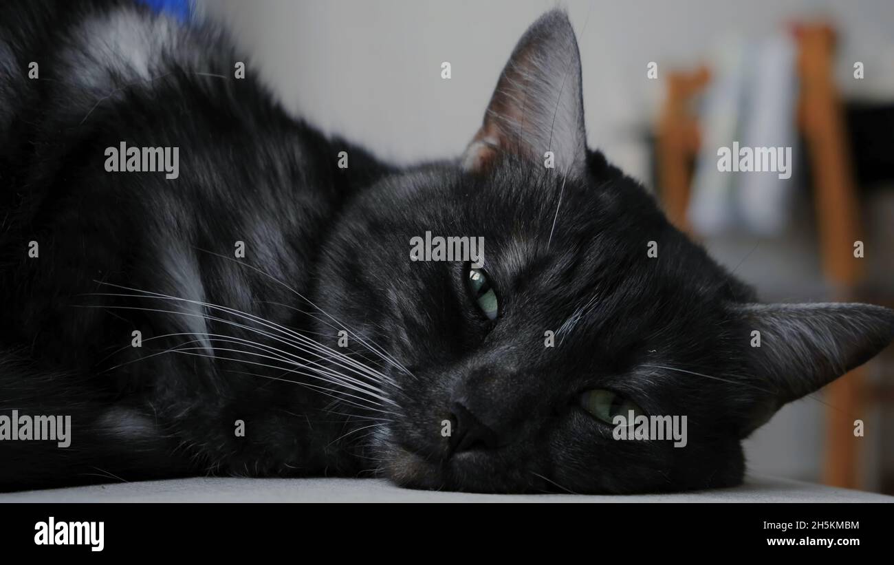 Close-up of black and white cat falling asleep. Concept. Beautiful cat ...