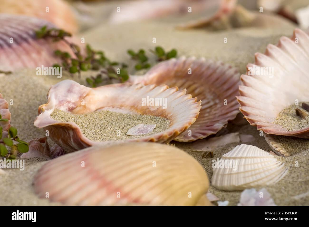 Scallop shells sit on a beach Stock Photo - Alamy