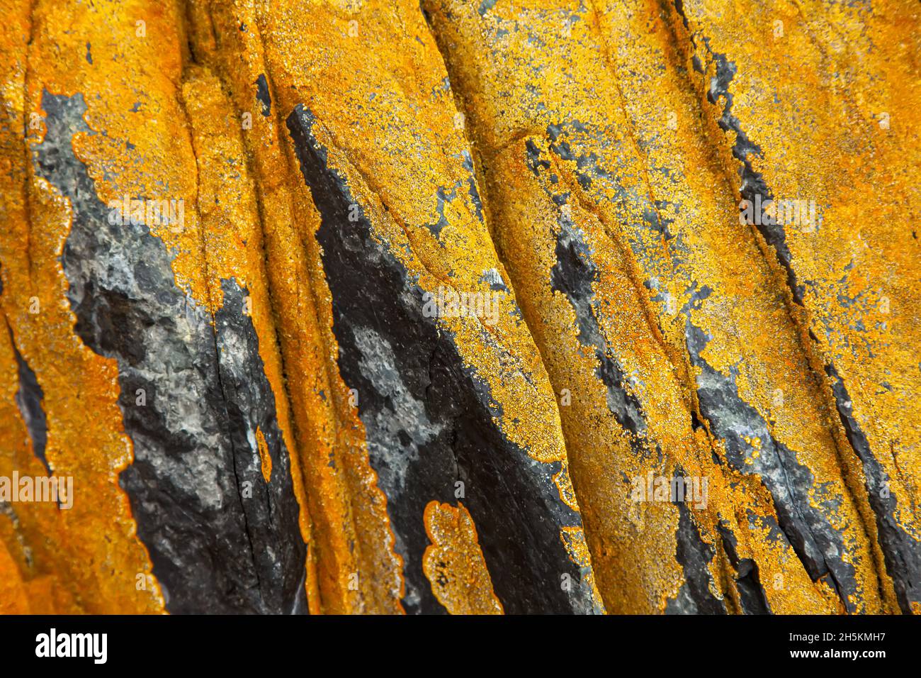 Bright orange lichen pattern hi-res stock photography and images - Alamy