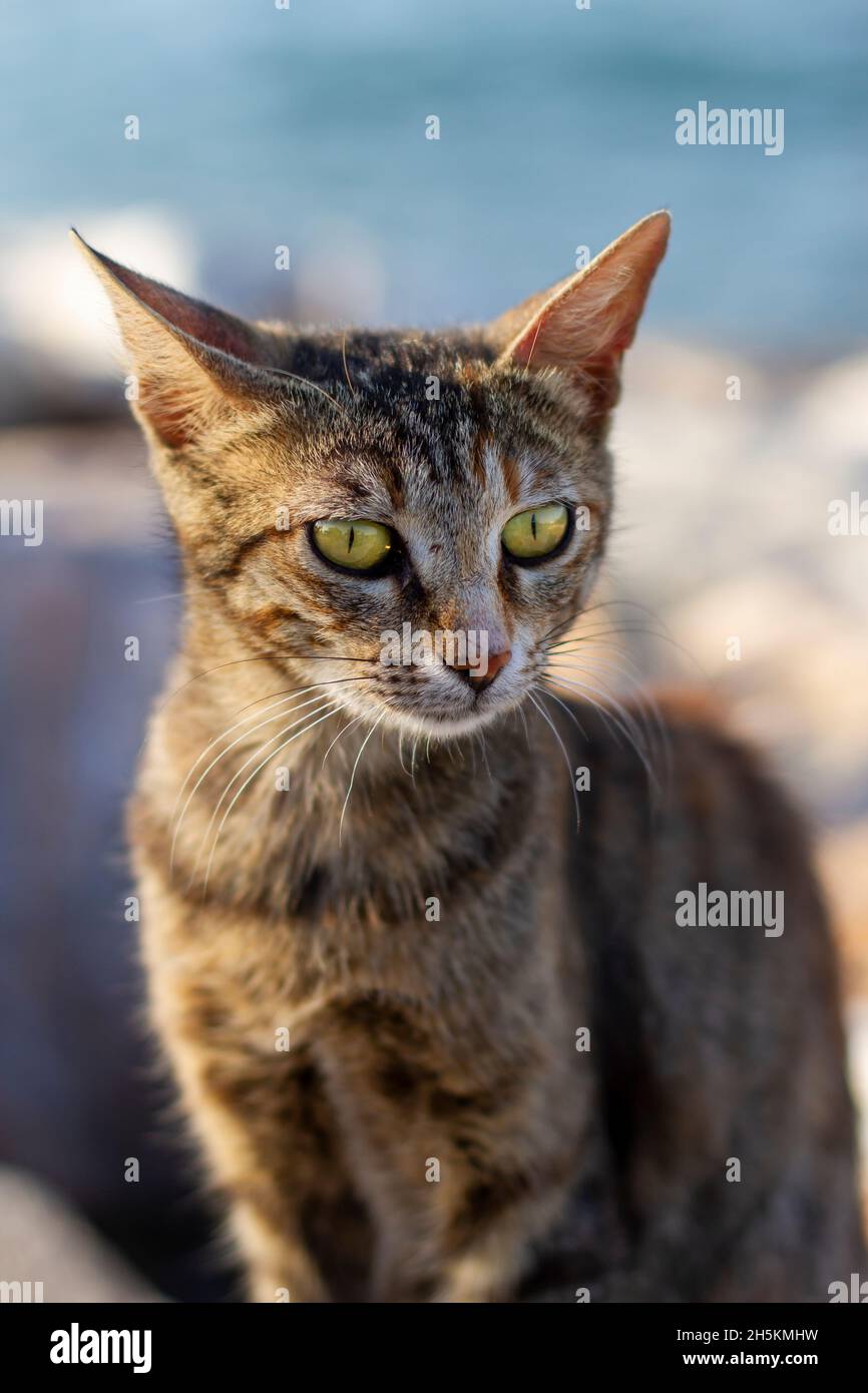 Cat in dramatic light hi-res stock photography and images - Alamy