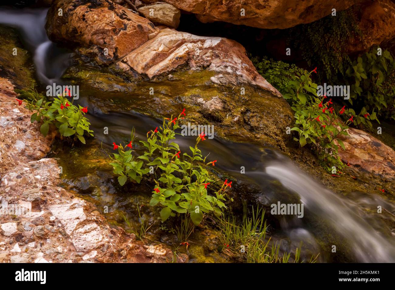Crimson monkey flowers grows near a cascade of water Stock Photo - Alamy