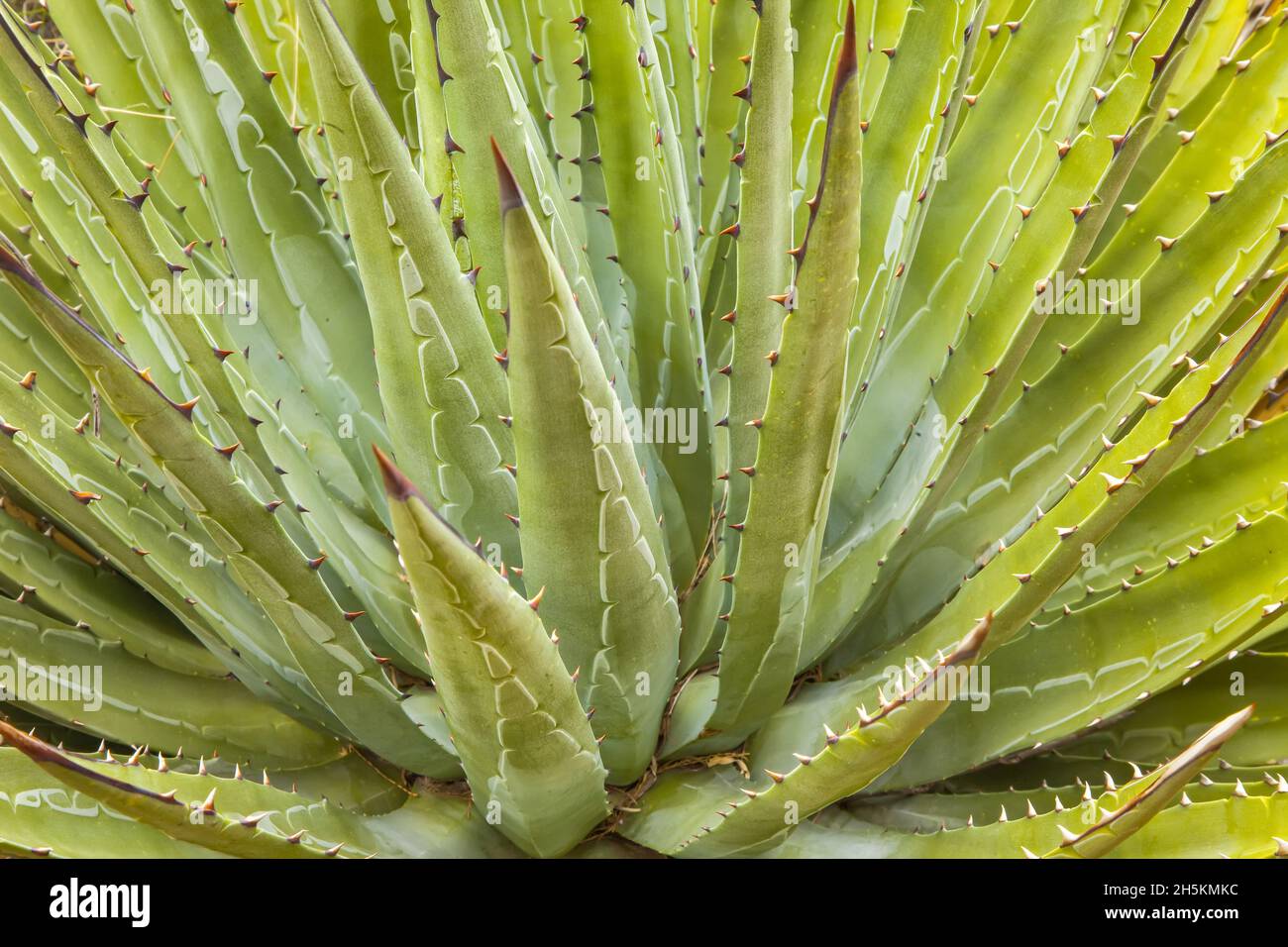 Detail of a century plant Stock Photo - Alamy