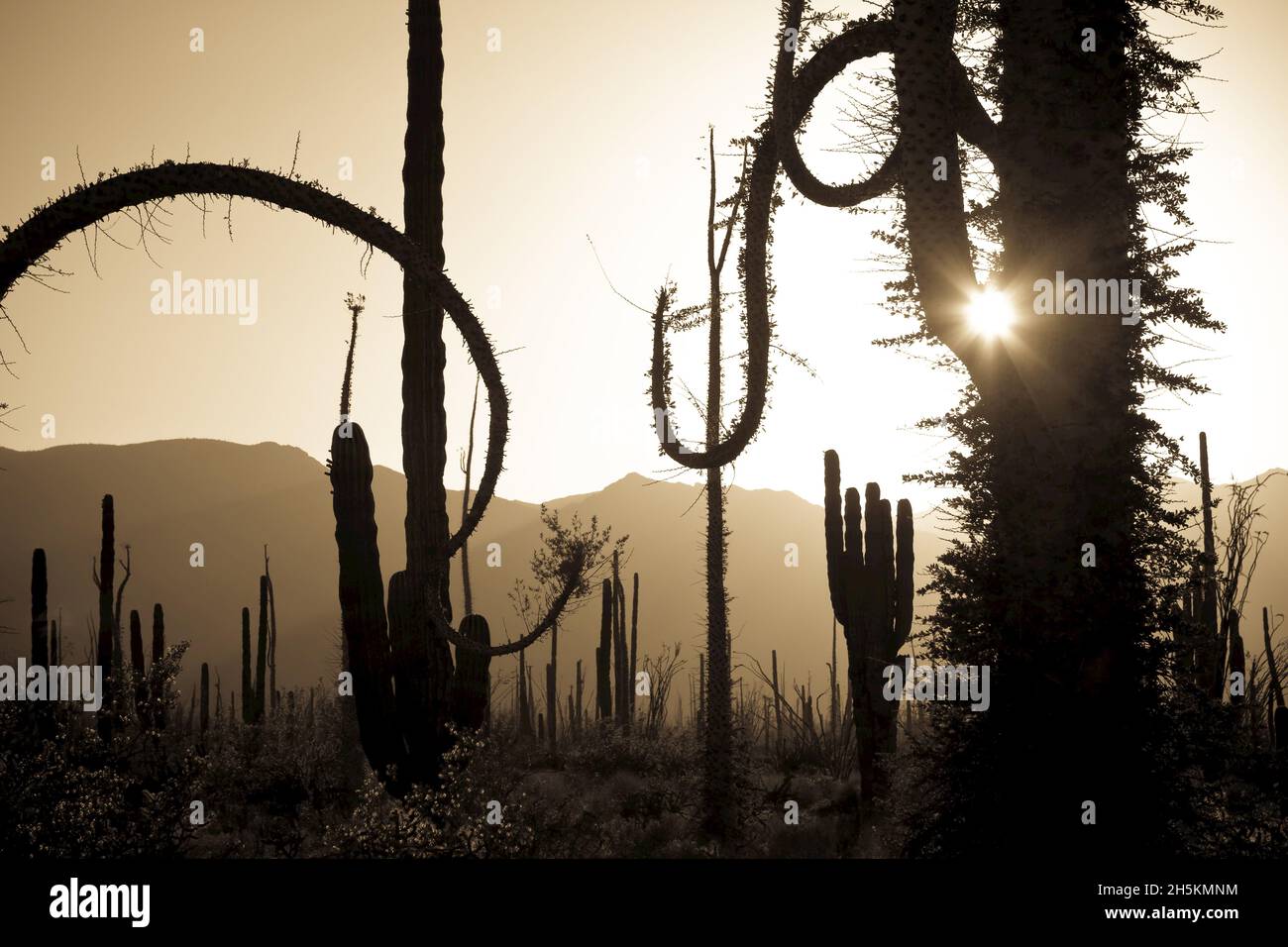 Boojum trees, Cirio columnaris, in a desert landscape Stock Photo - Alamy