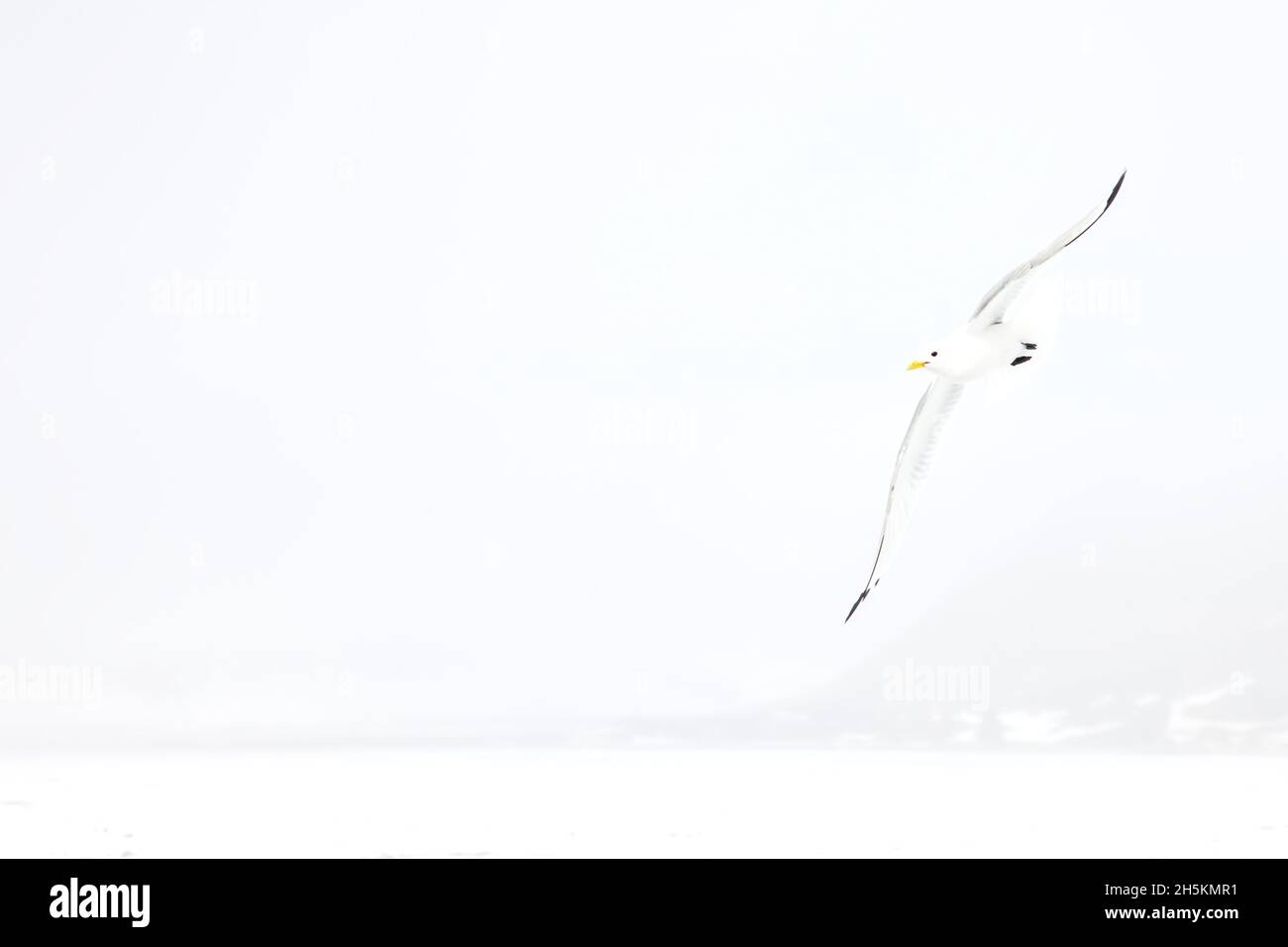 Svalbard flying kittiwake hi-res stock photography and images - Alamy
