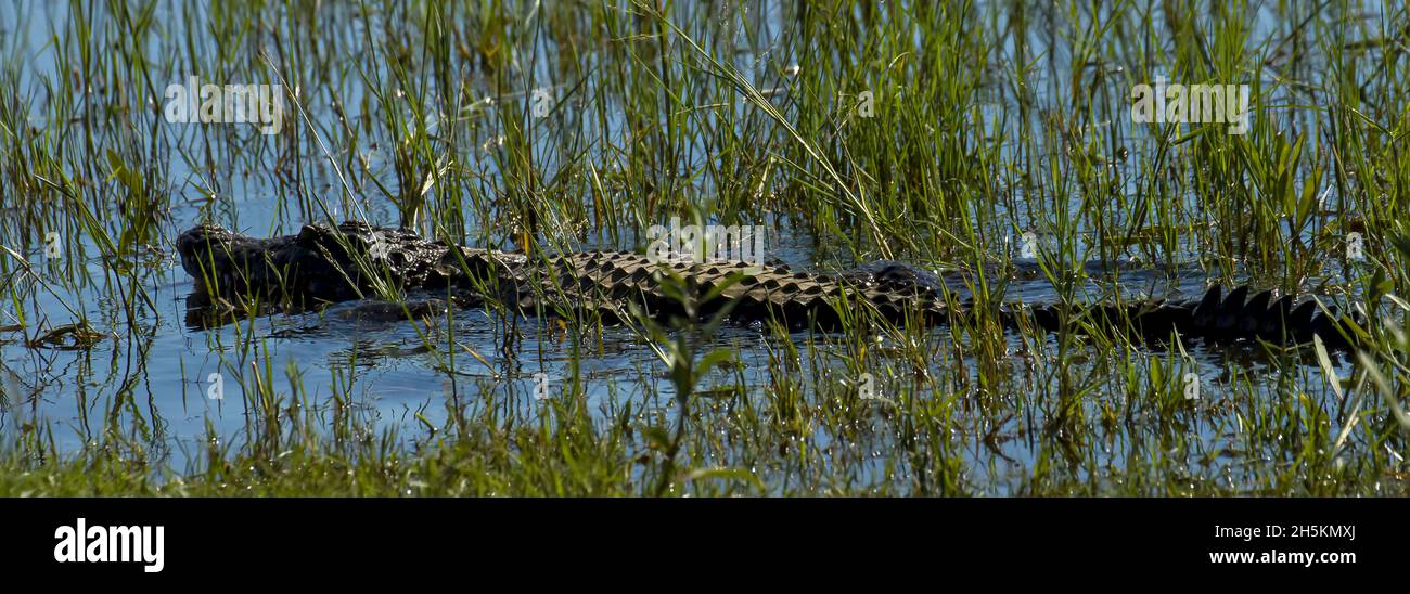 Nile crocodile swimming through reeds in waters of the Okavango Delta ...