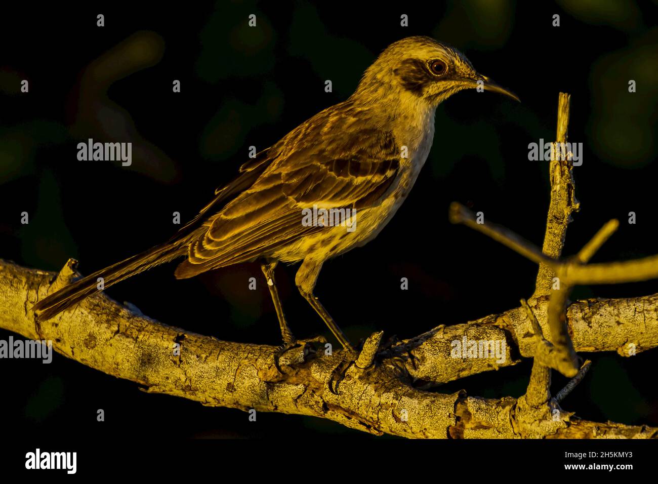 A San Cristobal mockingbird standing on a tree branch Stock Photo - Alamy