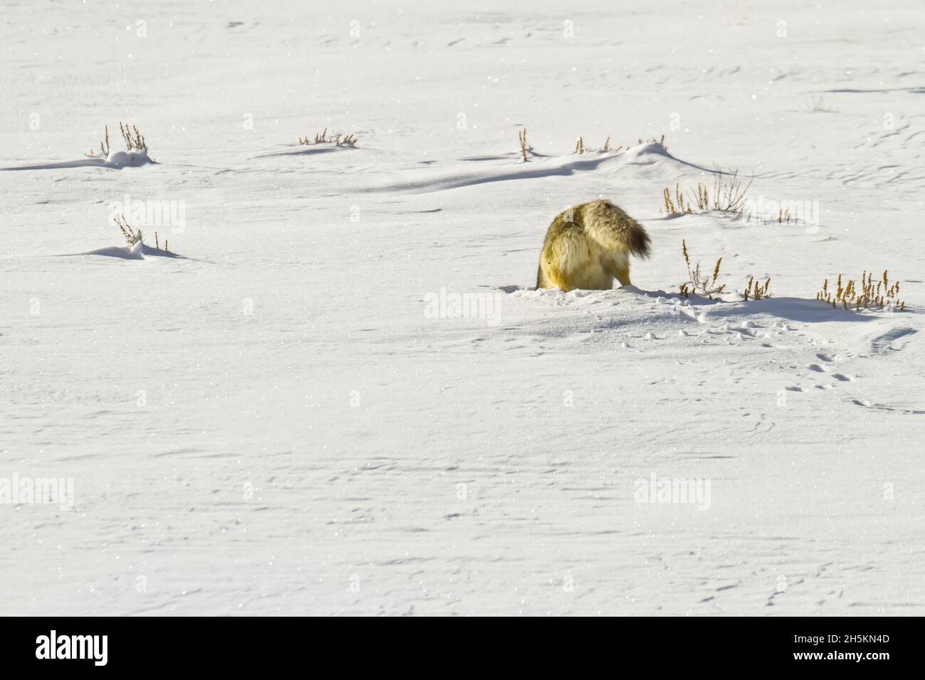 Upper hunts hi-res stock photography and images - Alamy