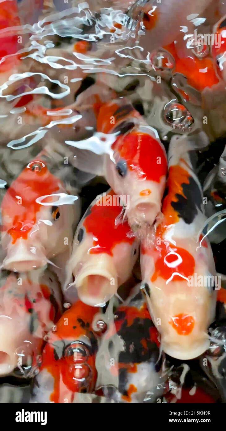 Vertical koi hi-res stock photography and images - Alamy