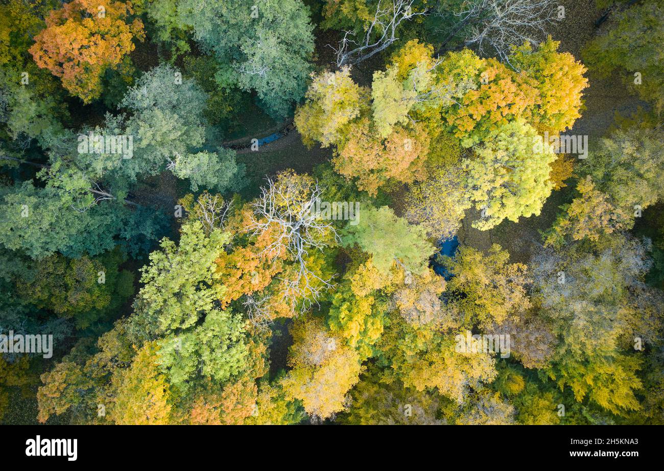 Aerial top view deciduous forest hi-res stock photography and images ...