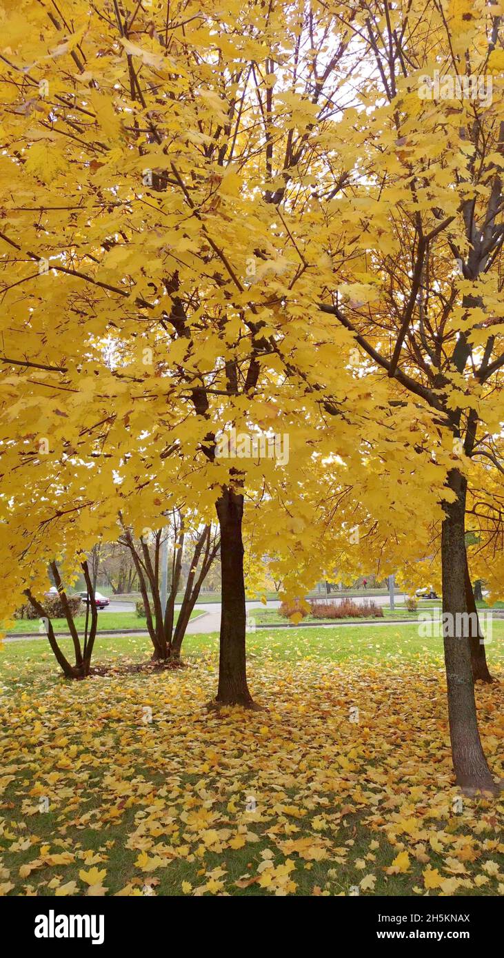 Oak trees autumn vertical nobody hi-res stock photography and images ...
