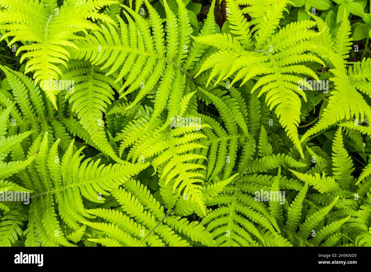 Ferns ,summer wildflowers, Tysfjorden, Norwgian Fjords, Norway Stock ...