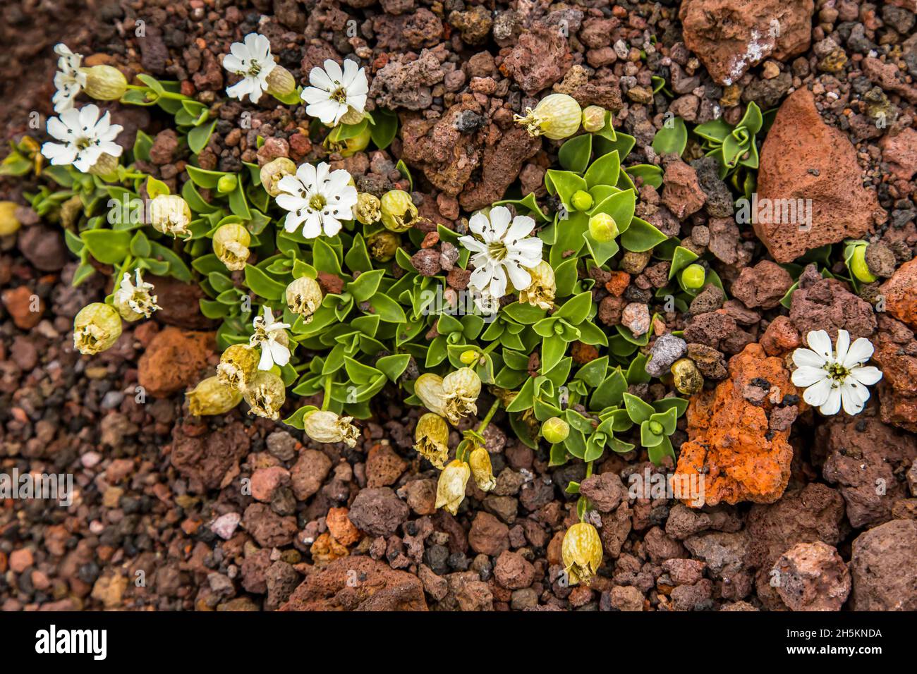 View of white flowers growing from volcanic rock Stock Photo - Alamy